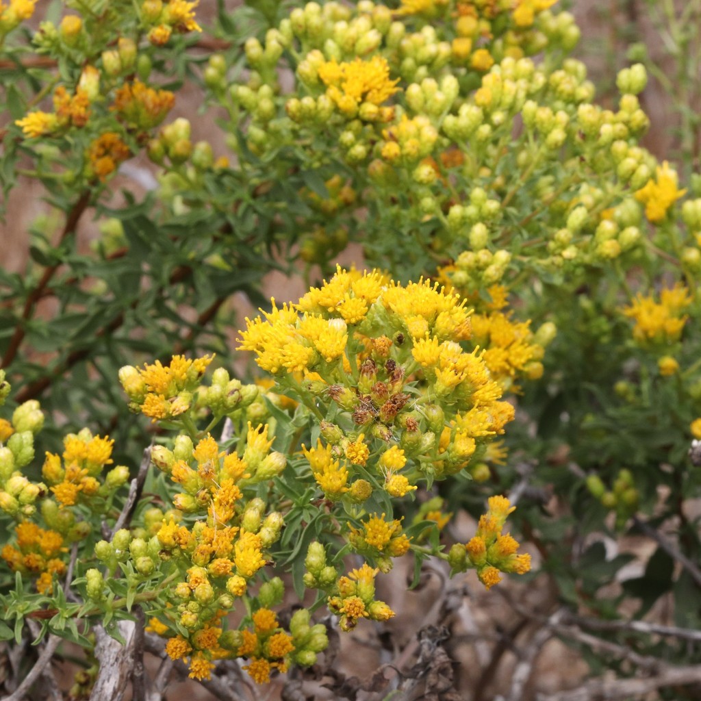 Coastal Goldenbush from Point Loma, San Diego, CA, USA on August 04 ...