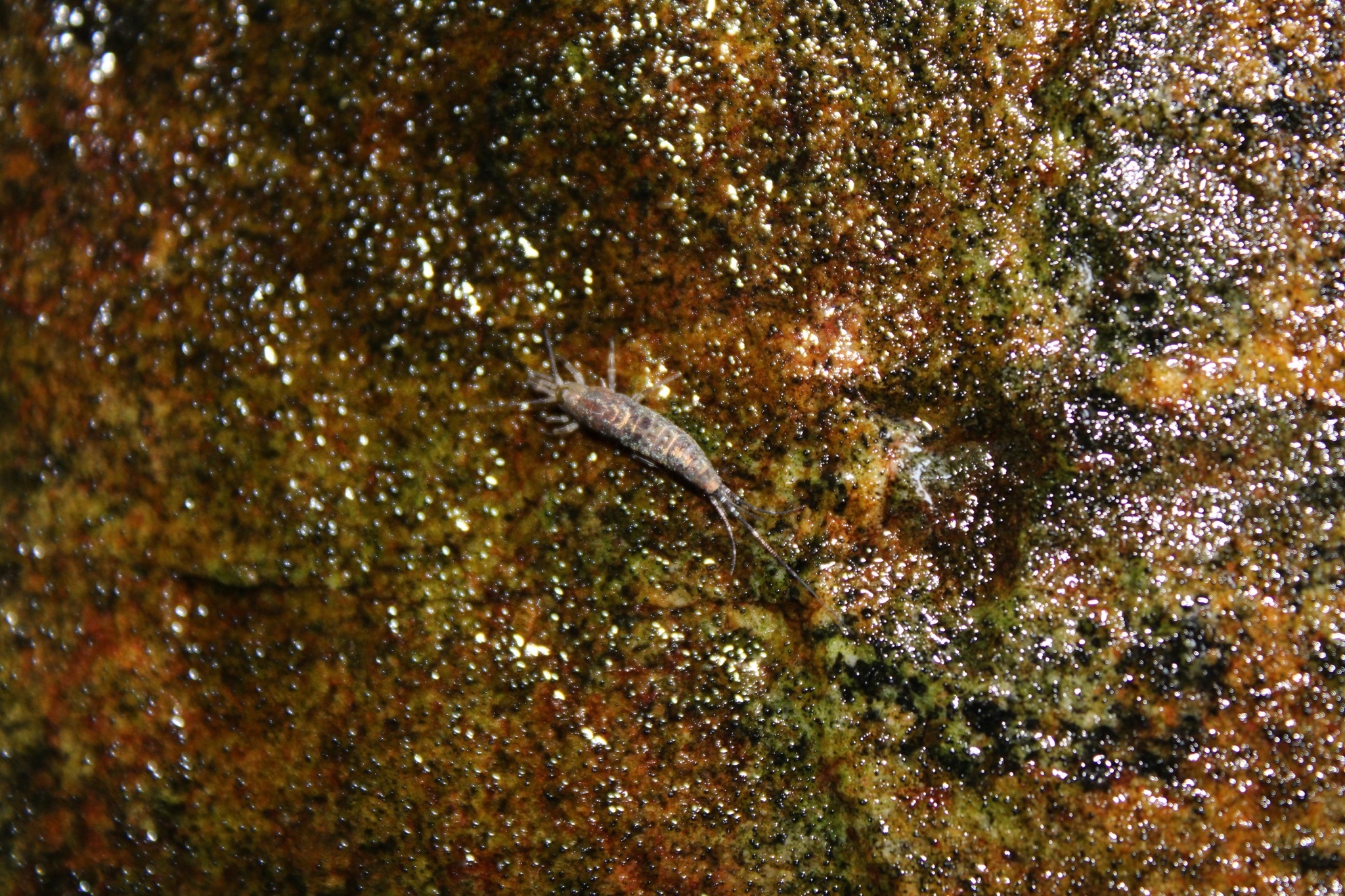 Petrobius brevistylis Carpenter, 1913