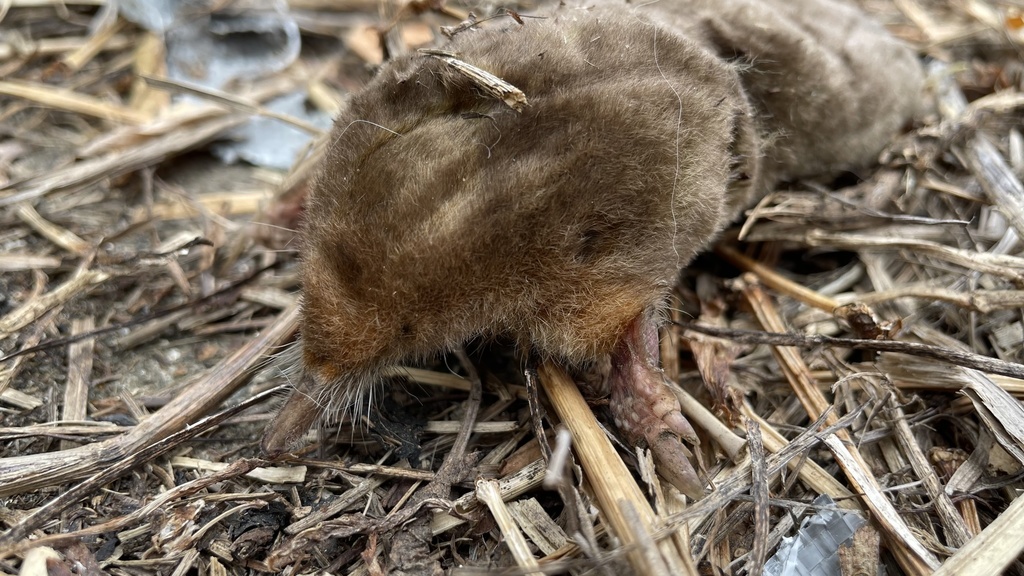 Greater Japanese Mole in August 2021 by Gregory Mihaich. Observed this ...