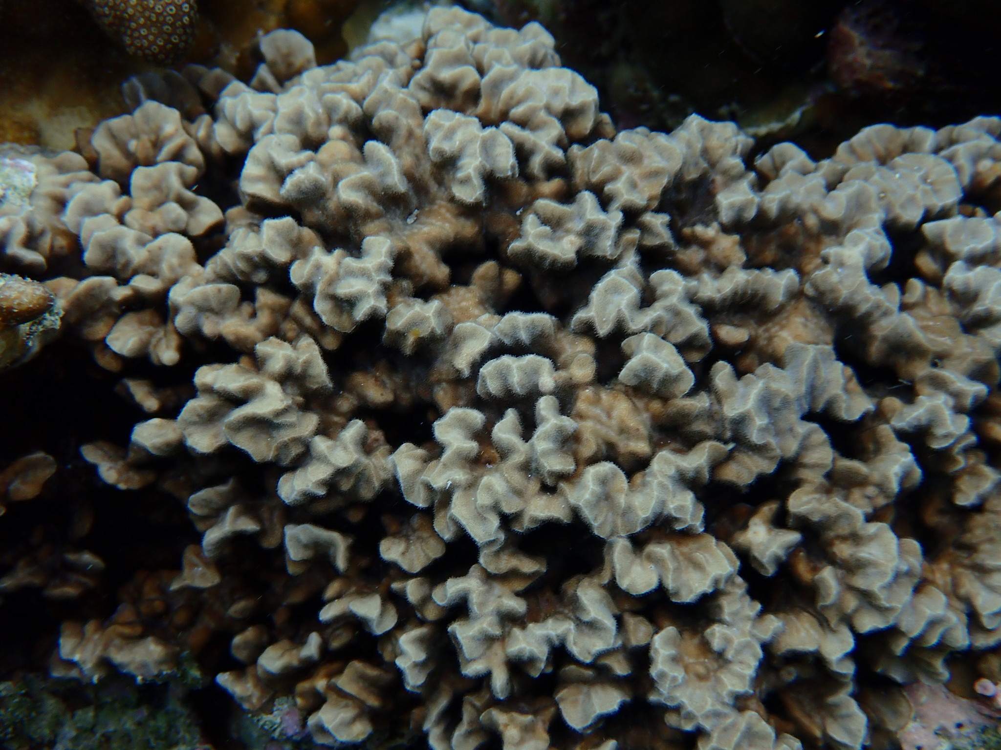 Psammocora contigua (Esper, 1794)