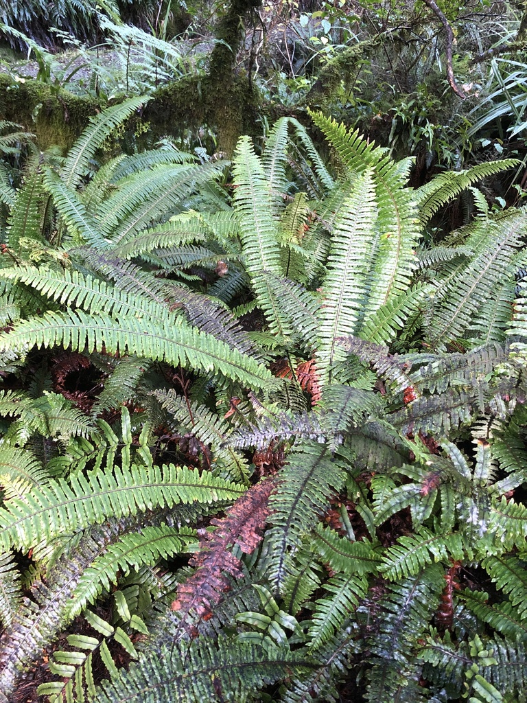 Crown Fern from Mount Somers Walkway, Staveley, Canterbury, NZ on ...