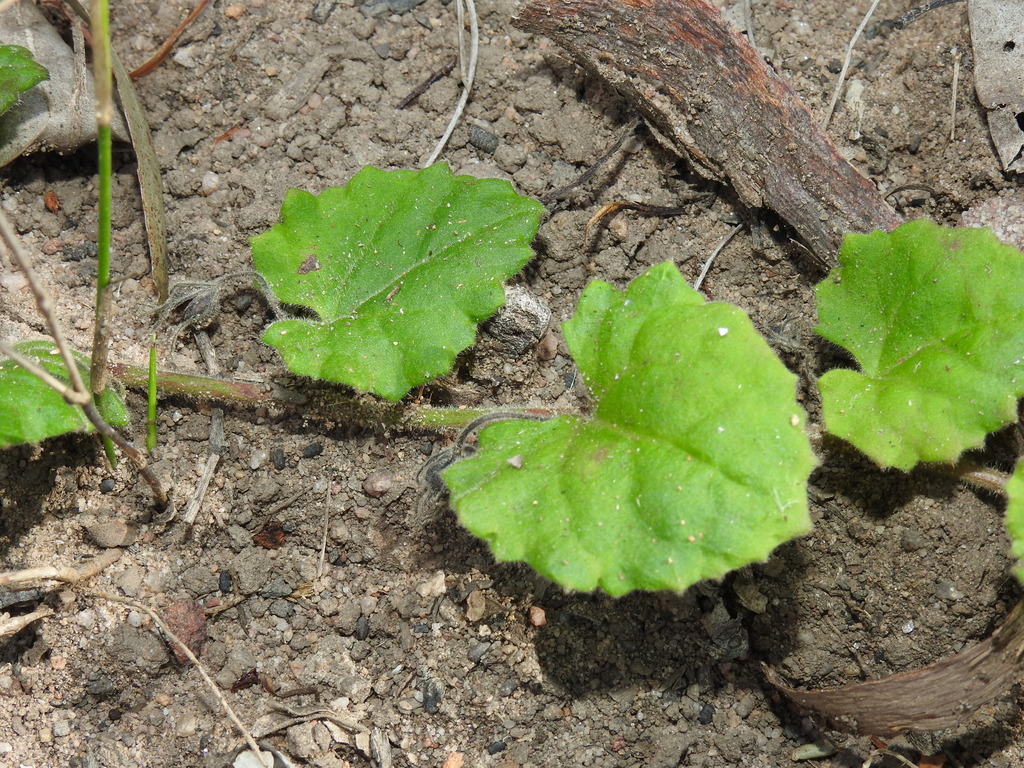 goodenias from Bells Bridge QLD 4570, Australia on August 07, 2021 at ...