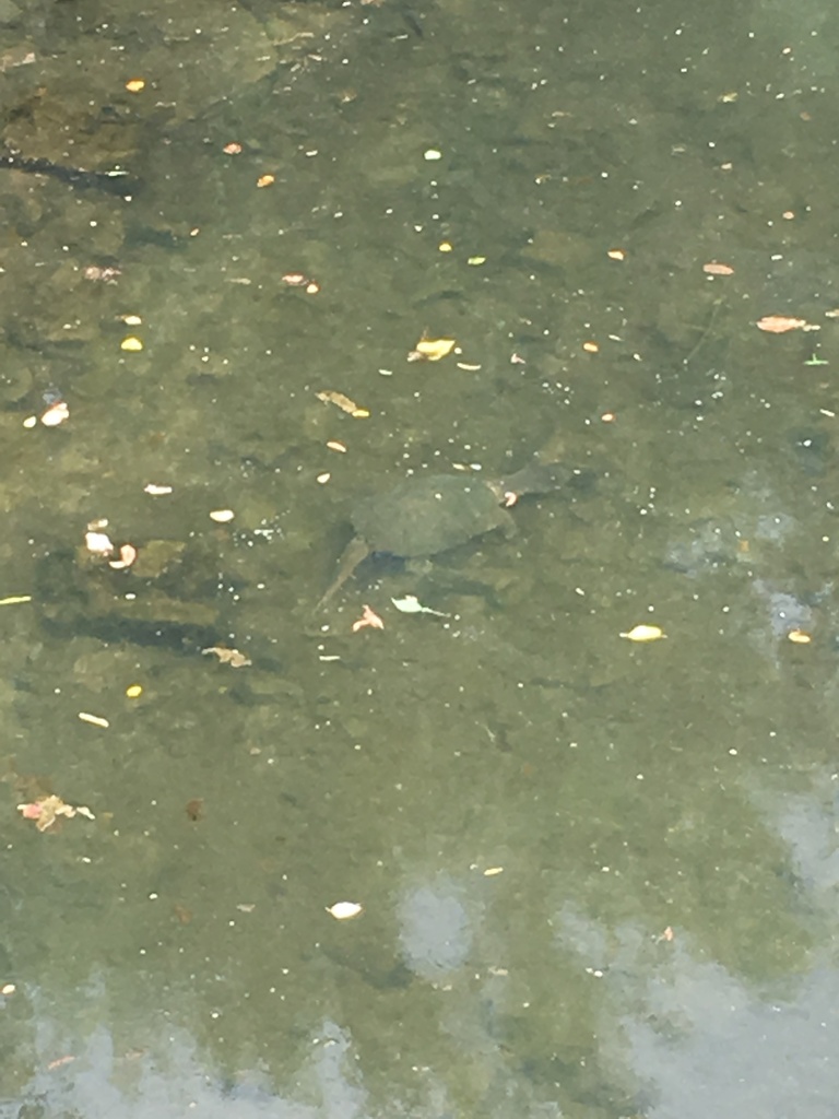 Common Snapping Turtle in July 2018 by ctwolf. Stinkin like them ...