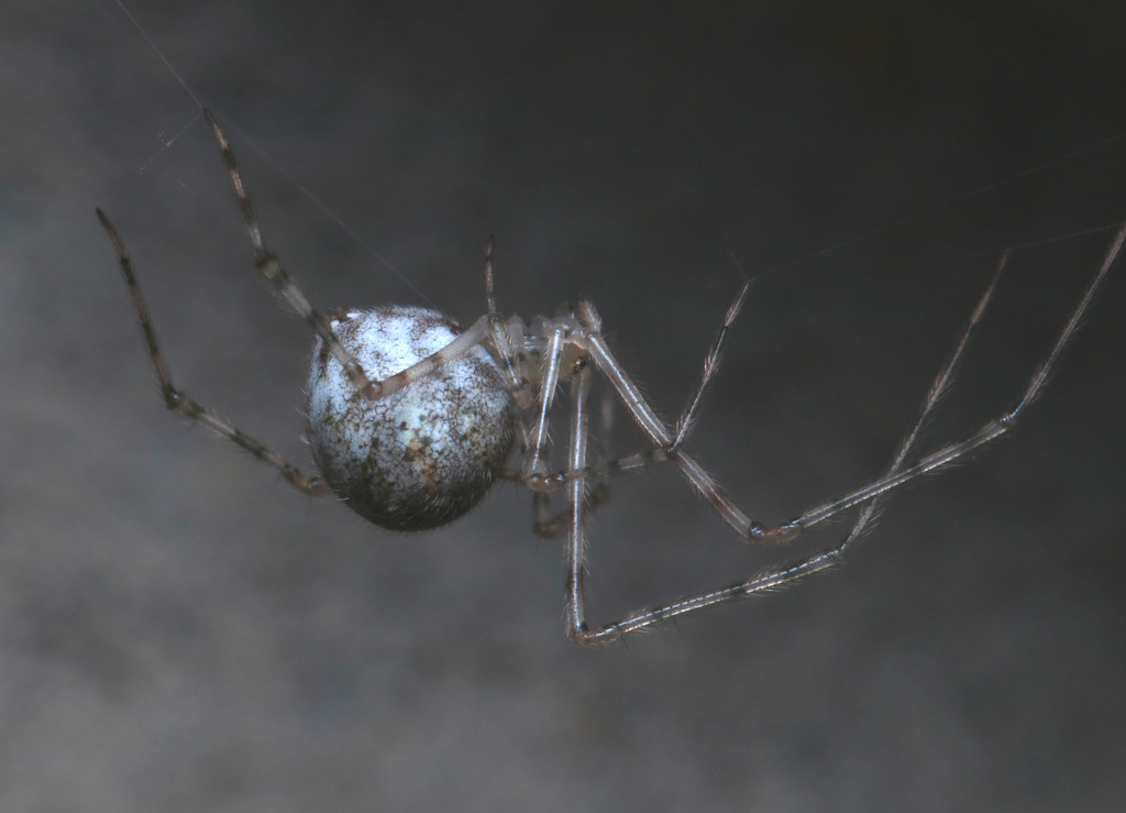 White porch spider in July 2021 by juliegraham173 · iNaturalist