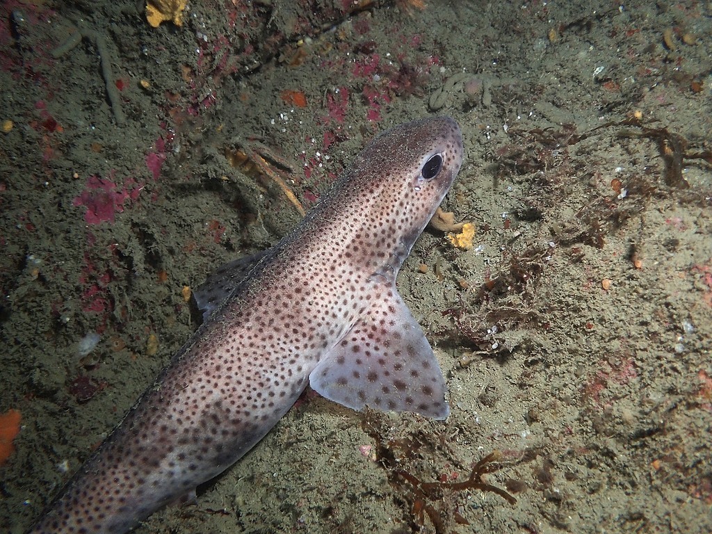 Catsharks (Scyliorhinidae) - Marine Life Identification