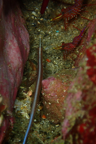 Sawtooth Pipefish (Fishes of Cabbage Tree Bay Aquatic Reserve, Sydney ...