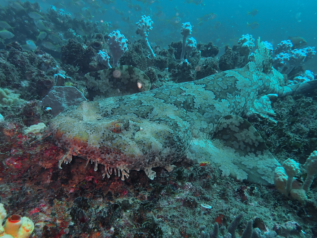 Gulf Wobbegong (Fishes of Cabbage Tree Bay Aquatic Reserve, Sydney ...