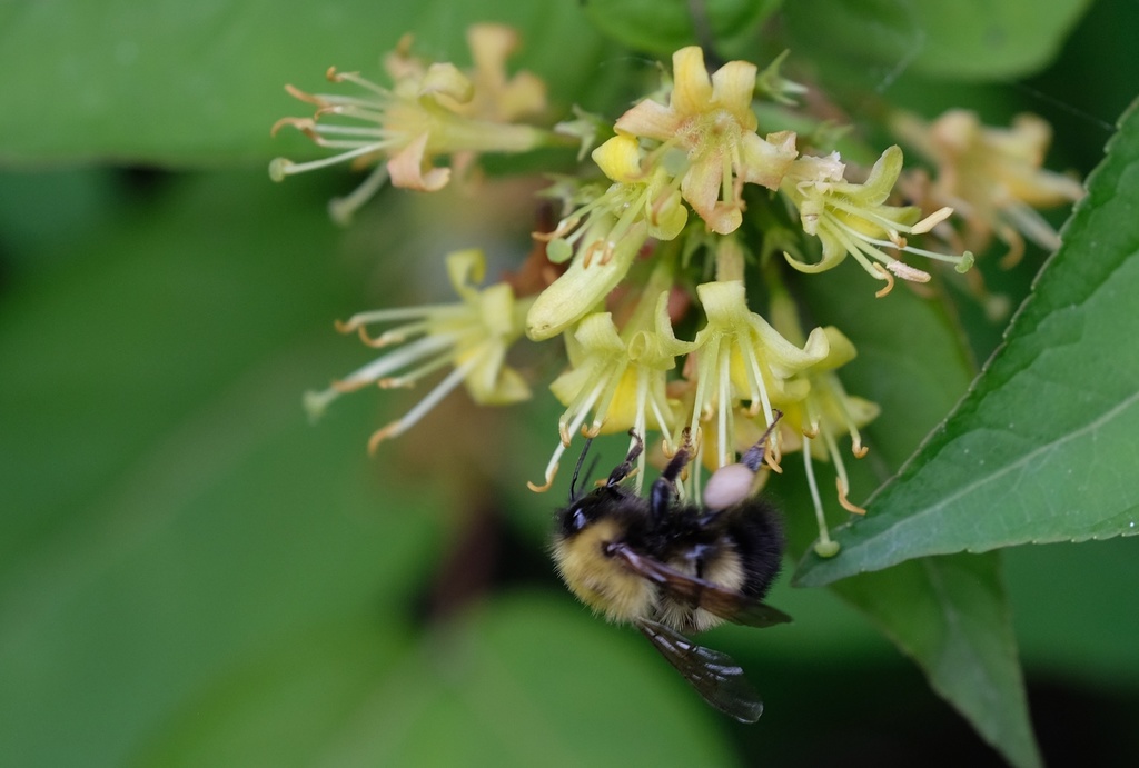 Common Eastern Bumble Bee from Rue Galt E, 希尔布鲁克, QC, CA by Ming ...