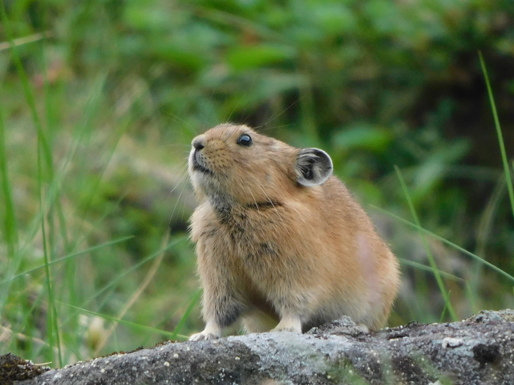 Northern Pika (Ochotona hyperborea) - Know Your Mammals