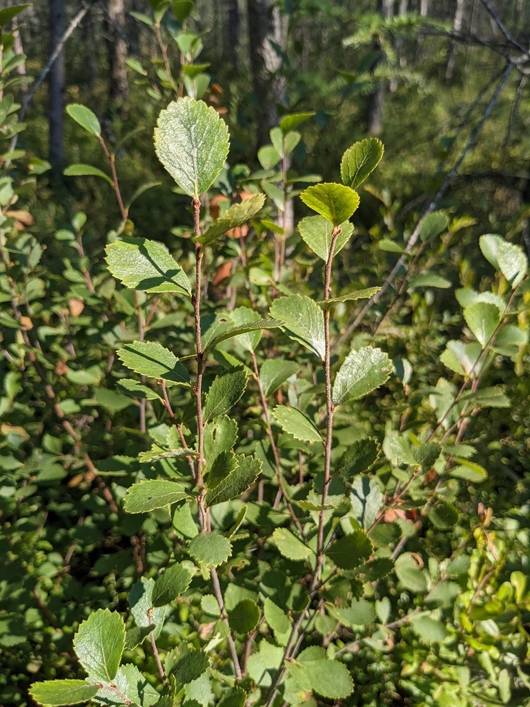swamp birch in August 2021 by Pat Deacon · iNaturalist