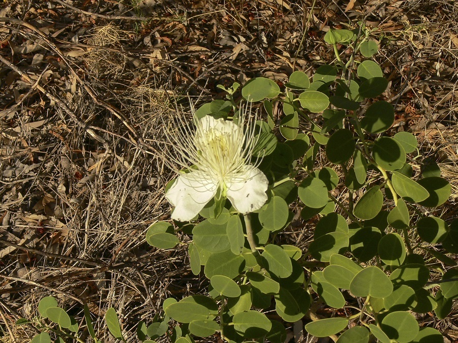 Caper Bush from Karajini National Park, Western Australia on November ...