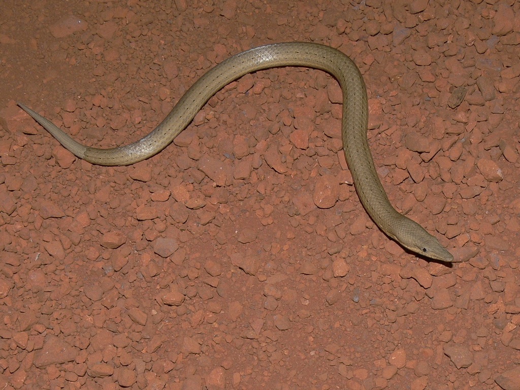 Burton's Snake-lizard from Karijini National Park, Western Australia on ...