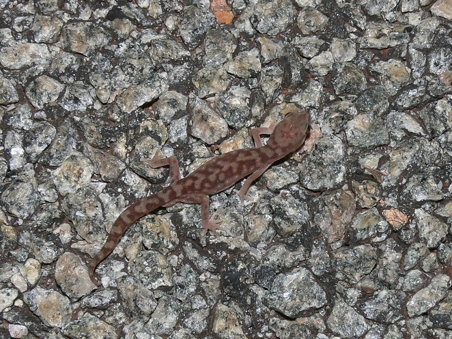 Pilbara Ground Gecko from Karijini National Park, Western Australia on ...