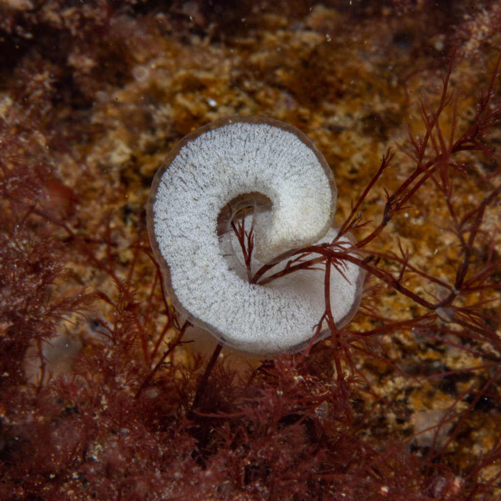 Okenia ascidicola (Nudibranchs of the Eastern United States) · iNaturalist