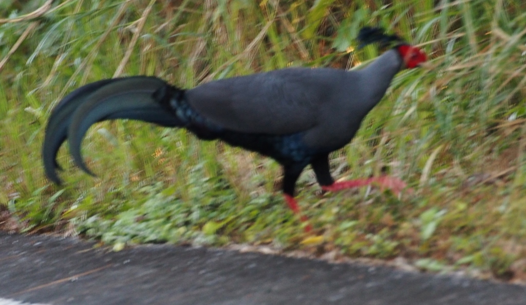 Siamese Fireback in January 2015 by James Maughn · iNaturalist