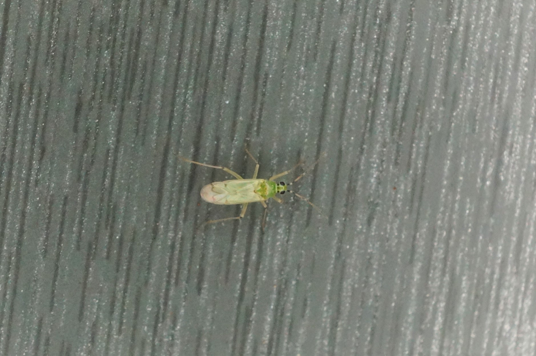 Nesidiocoris tenuis (Reuter, 1895)