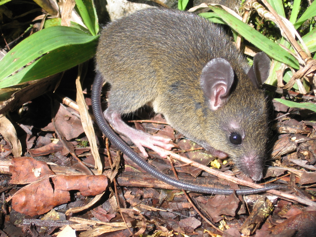 Whitehead's Spiny Rat in February 2007 by Isaac Clarey · iNaturalist