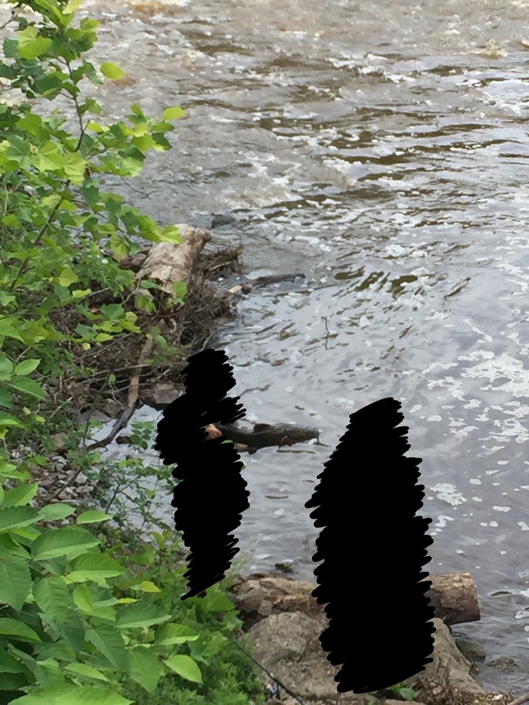 Flathead Catfish from Bridge St, Mont Clare, PA, US on June 12, 2021 at ...