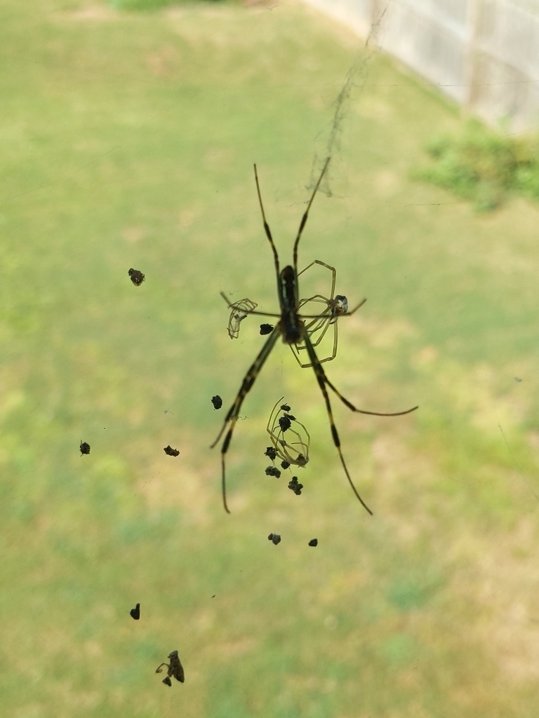 Joro Spider from Lawrenceville, GA 30043, USA on August 7, 2021 at 09: ...