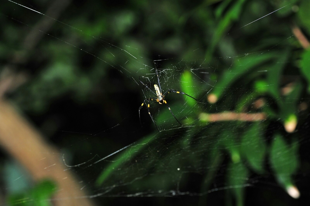 Giant Wood Spiders from Cape Collinson on August 02, 2021 at 08:51 PM ...