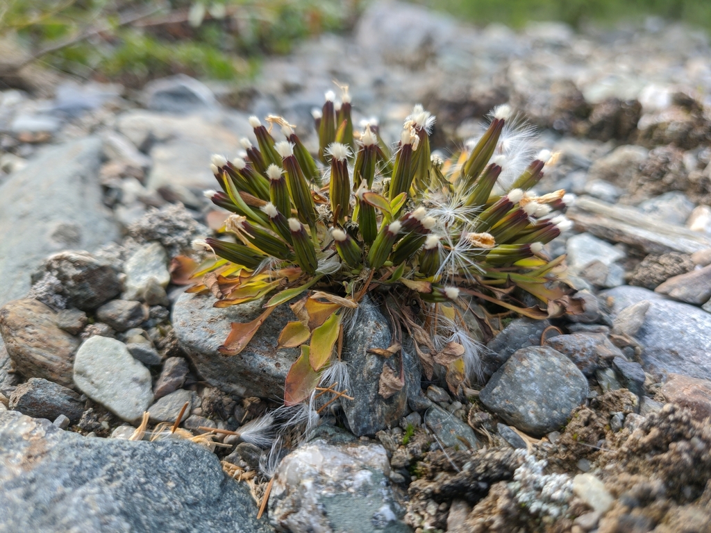 Dwarf Alpine Hawk's-beard (Askellia pygmaea) - Botanical Realm