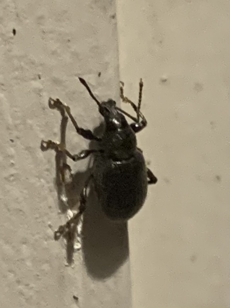 Lilac Root Weevil from S Wabash Ct, Denver, CO, US on August 6, 2021 at ...