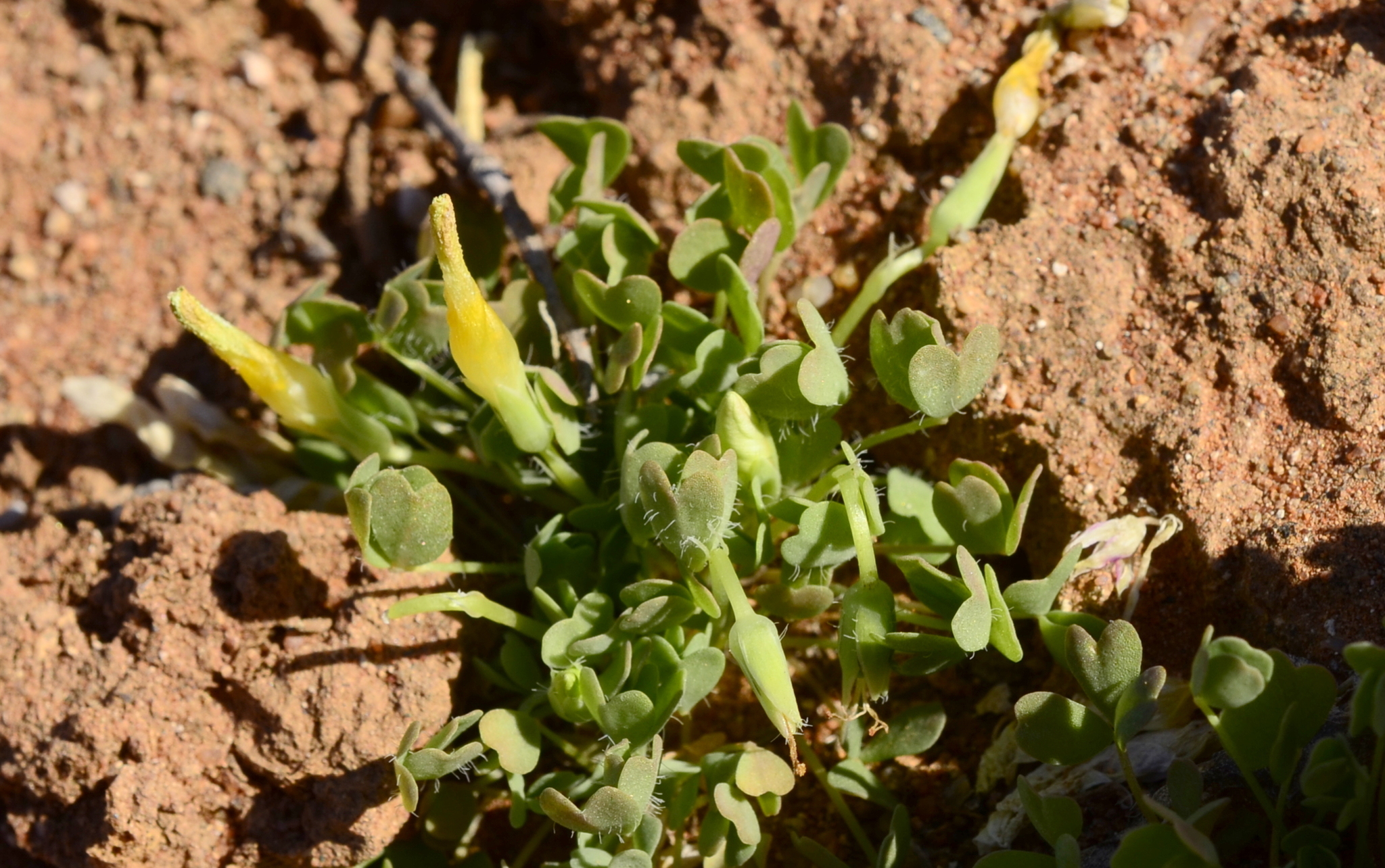 Oxalis annae F.Bolus