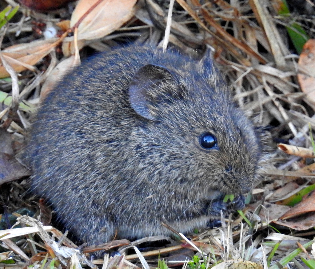Southern Vlei Rat from Garden Route Botanical Garden on August 7, 2021 ...