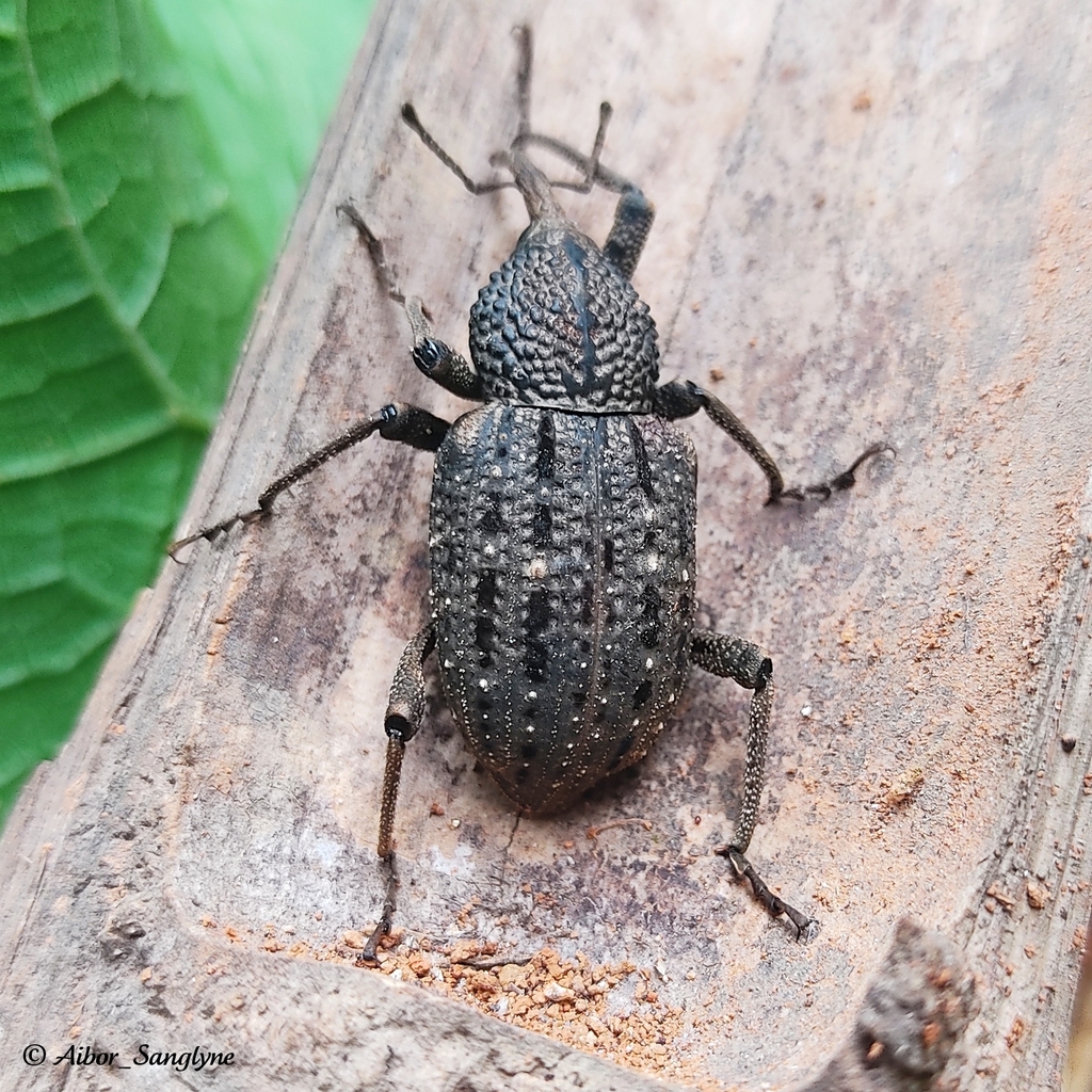Sipalinus gigas from Shillong on July 11, 2021 at 02:33 PM by Aibor Sanglyne · iNaturalist