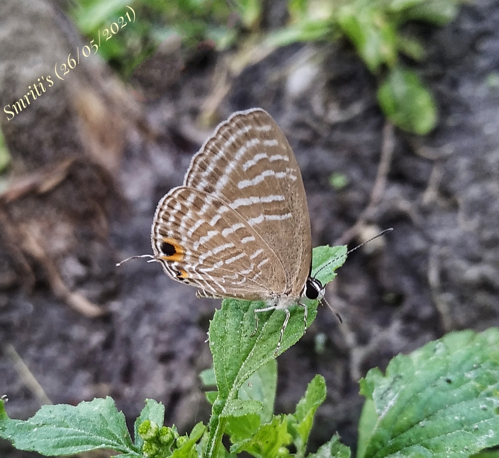 Metallic Cerulean from Hem Chandra Goswami Road, 785614, Dergaon, Assam ...