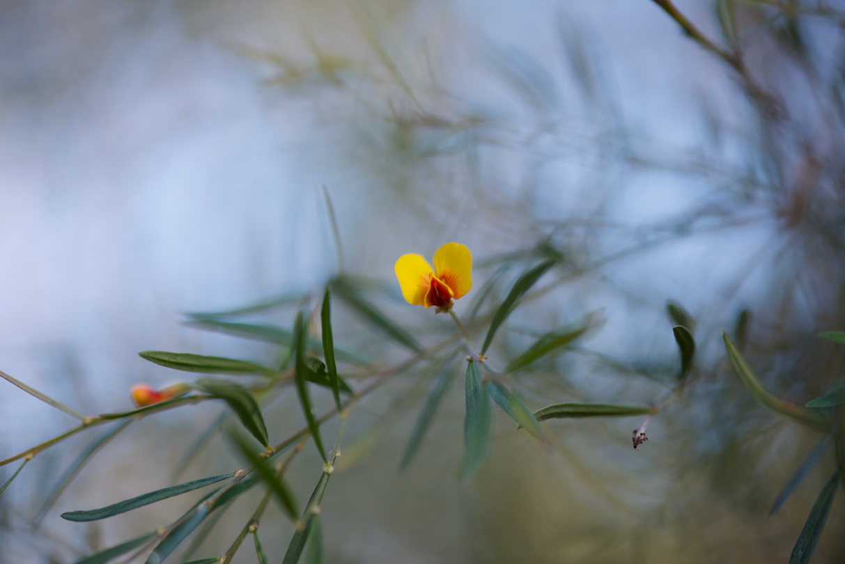 Bossiaea linophylla R.Br.