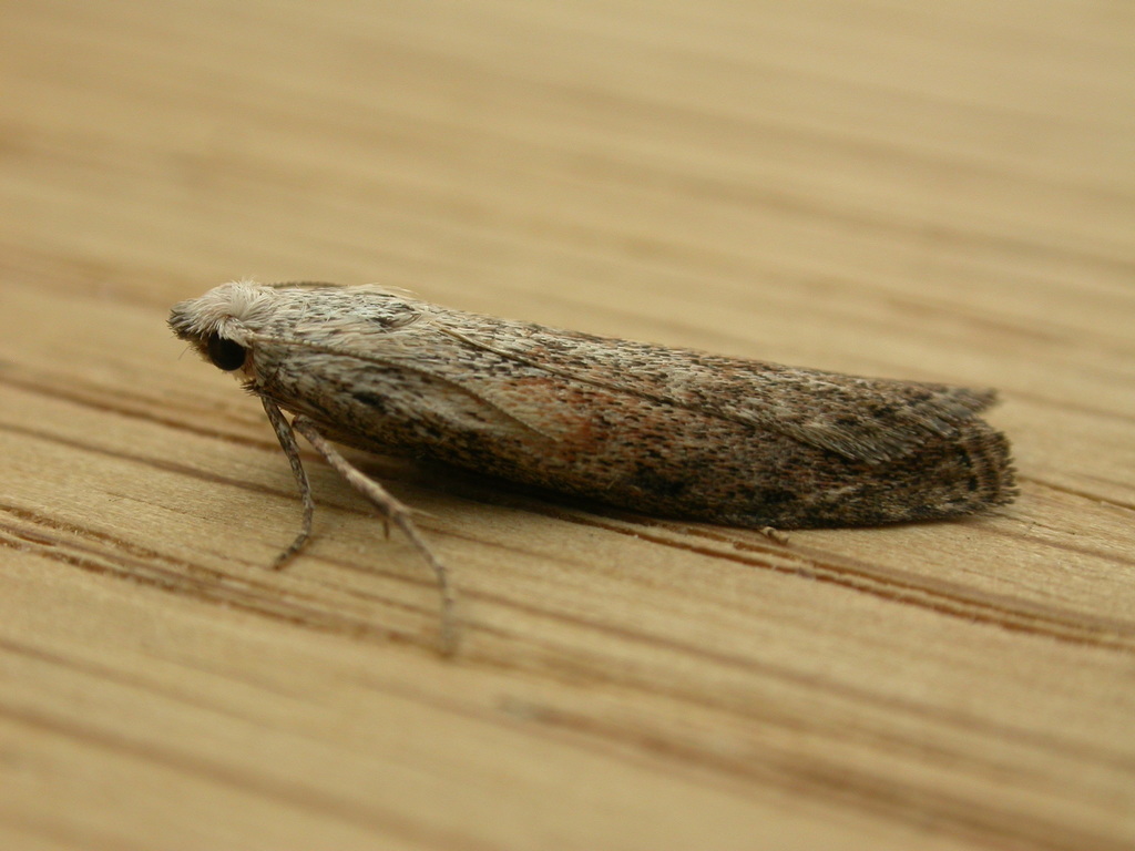 Bee moth (Moths and Butterflies of North Carolina) · iNaturalist