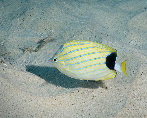 Bluestripe Butterflyfish (Reef Fish of the Hawaiian Islands) · iNaturalist