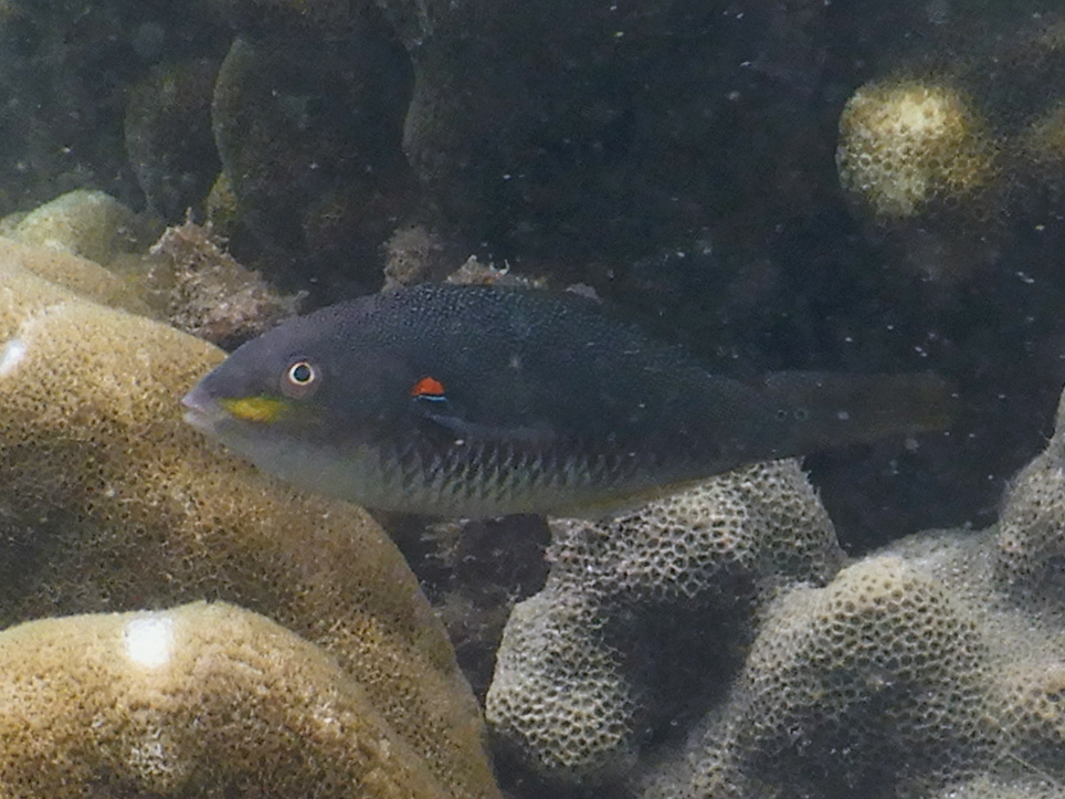 Stethojulis albovittata (Bonnaterre, 1788)