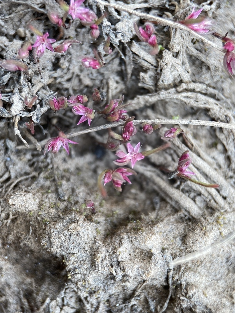 Milkwort Knotweed from Harney, Oregon, United States on July 24, 2021 ...