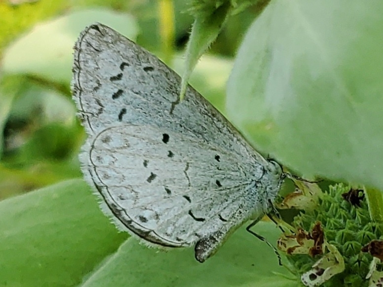 Summer Azure in August 2021 by Brooks Bolyard · iNaturalist