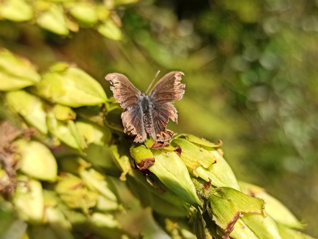 Gossamer-winged Butterflies from Гора Волосяная on August 7, 2021 at 06 ...