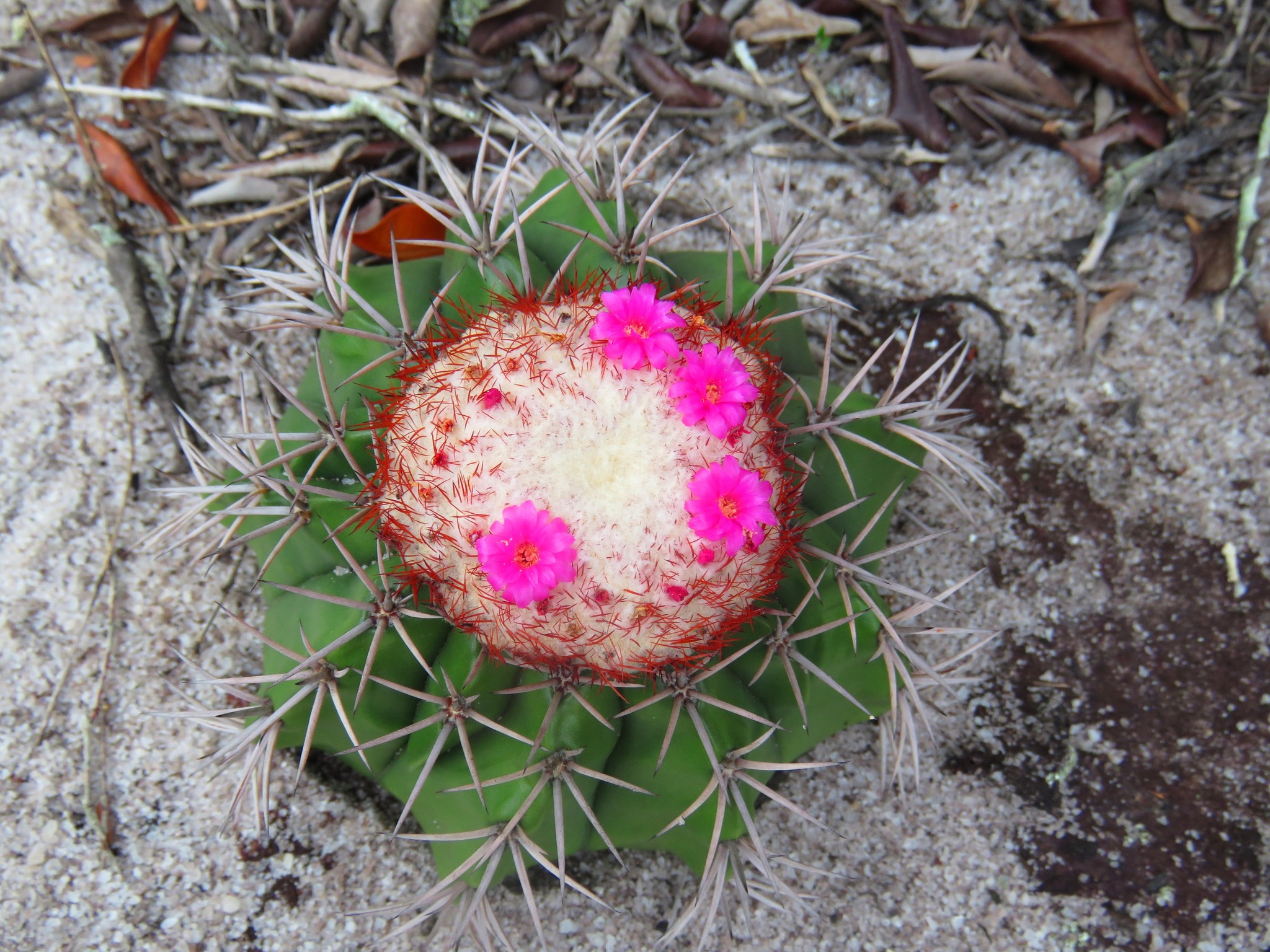 Melocactus violaceus Pfeiff.
