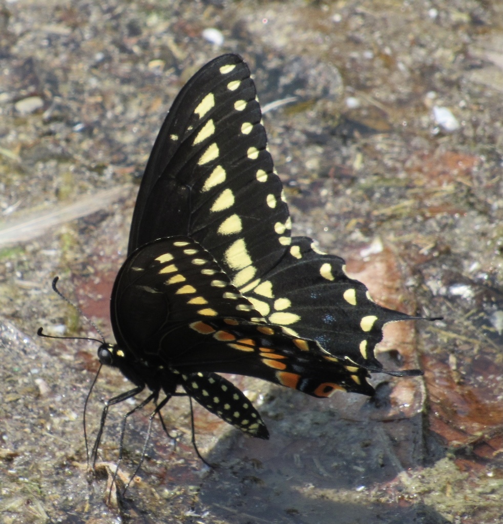 Black Swallowtail from Government Springs Park North, Enid, OK, US on ...
