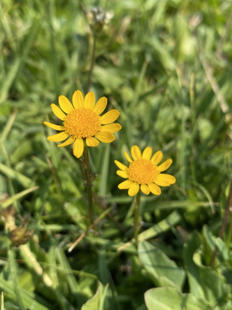 Rocky Mountain groundsel from Harney, Oregon, United States on July 24 ...