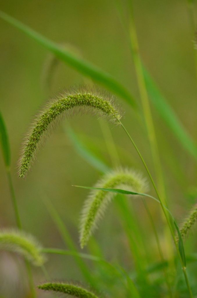 foxtails and bristlegrasses (Setaria) - Botanical Realm