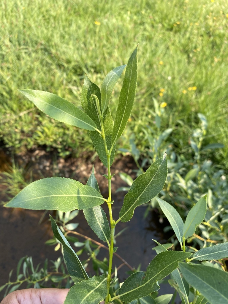 Willows from Harney, Oregon, United States on July 24, 2021 at 04:33 PM ...