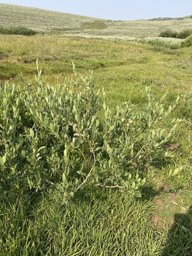 booth's willow from Harney County, OR, USA on July 24, 2021 at 04:35 PM ...