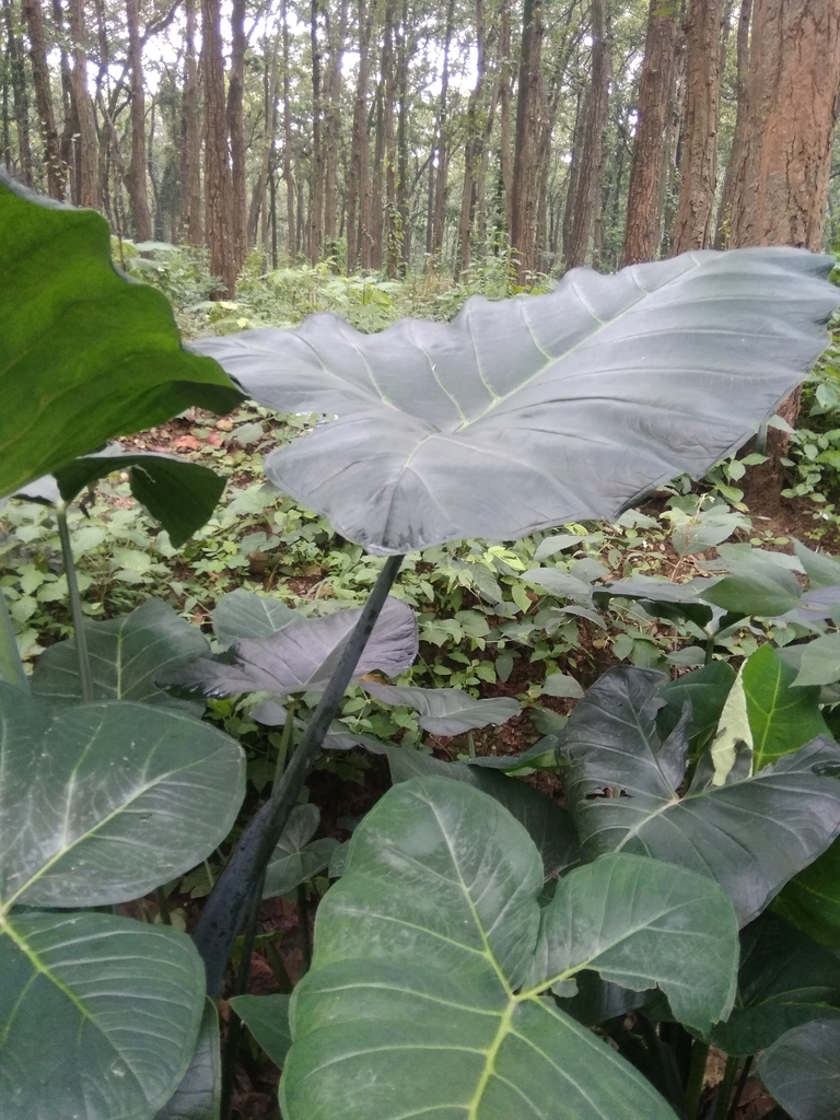 Arrowleaf Elephant's Ear from 179, opposite Doon World School, Raksha ...