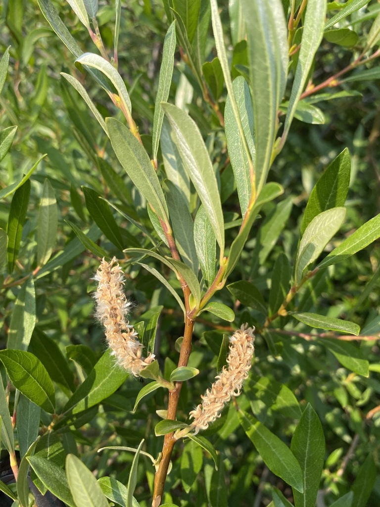 Sitka willow from Harney, Oregon, United States on July 24, 2021 at 04: ...