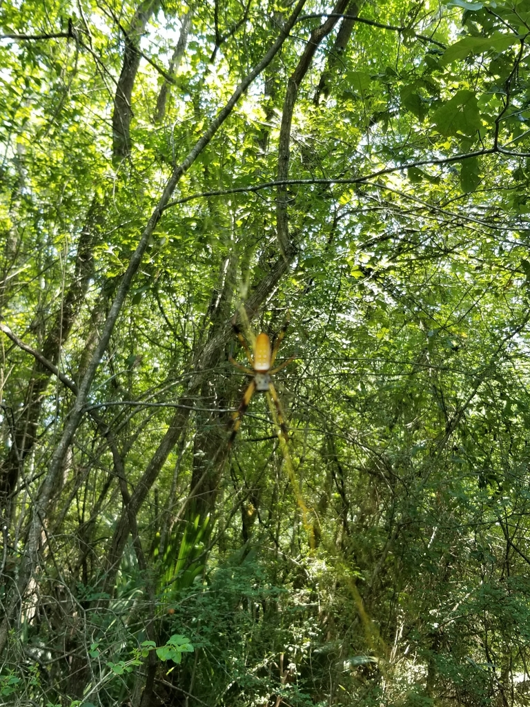 Golden Silk Spider from French Settlement, LA, USA on August 7, 2021 at ...