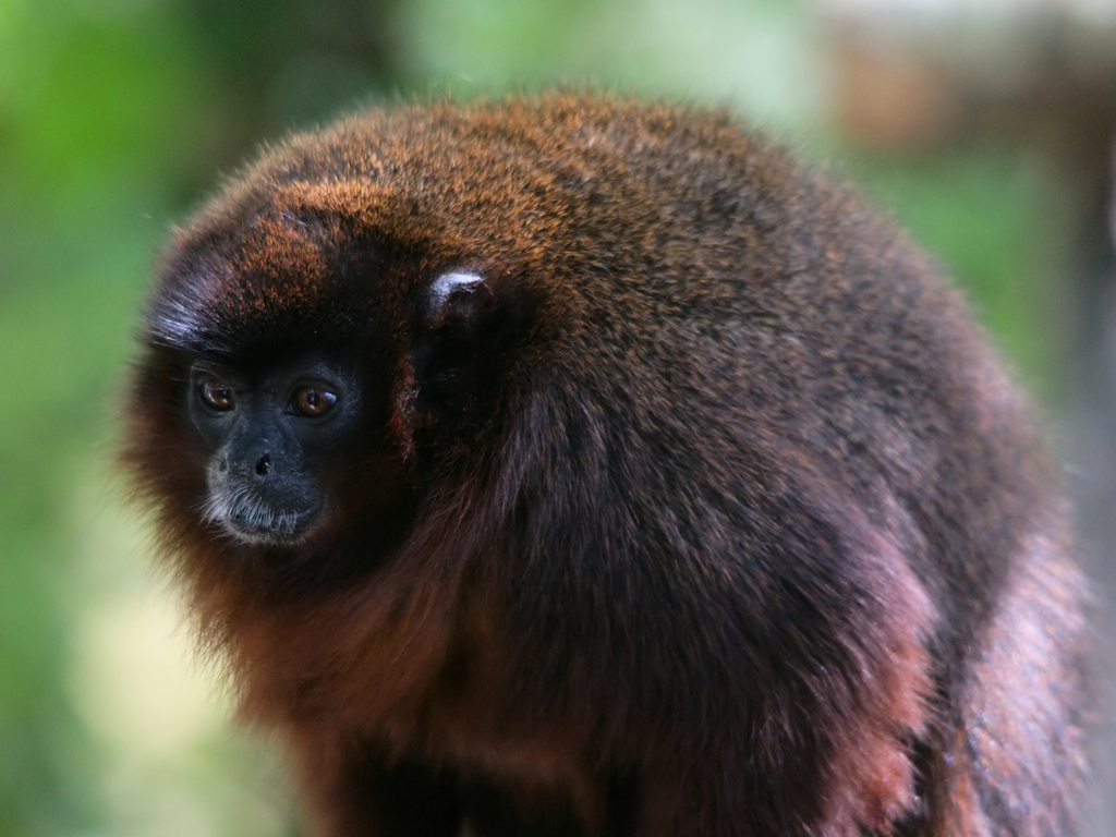 Coppery Titi (Plecturocebus cupreus) - Know Your Mammals