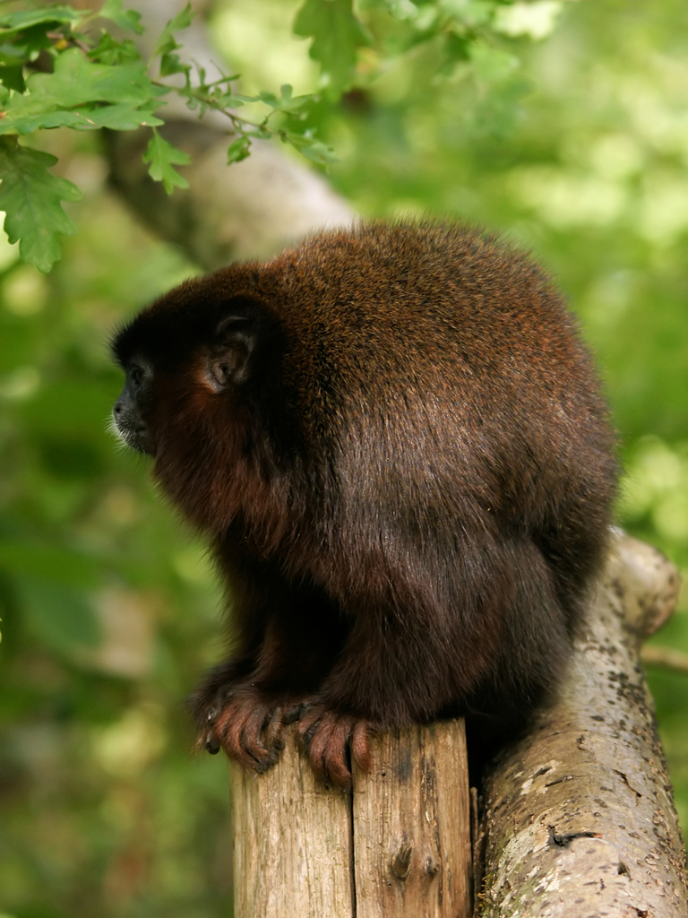 Coppery Titi (Plecturocebus cupreus) - Know Your Mammals