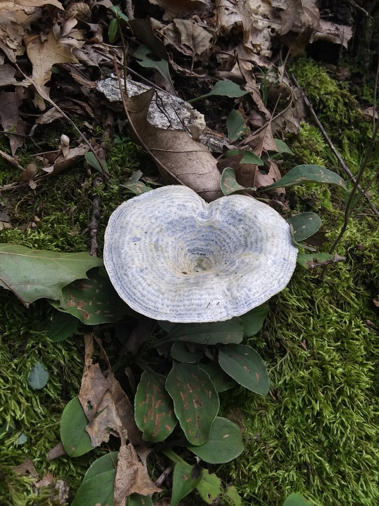 indigo milk cap in September 2019 by jim · iNaturalist
