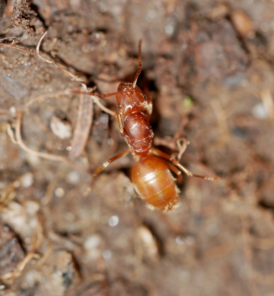 Lasius subumbratus from Location: 40.602079, -111.588983 on August 4 ...